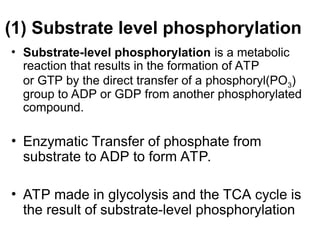 Oxidative Phosphorylation 31.05.2022.ppt