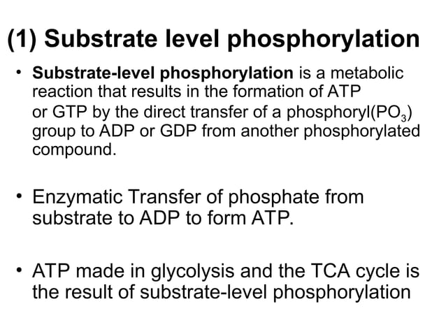 Oxidative Phosphorylation 31.05.2022.ppt