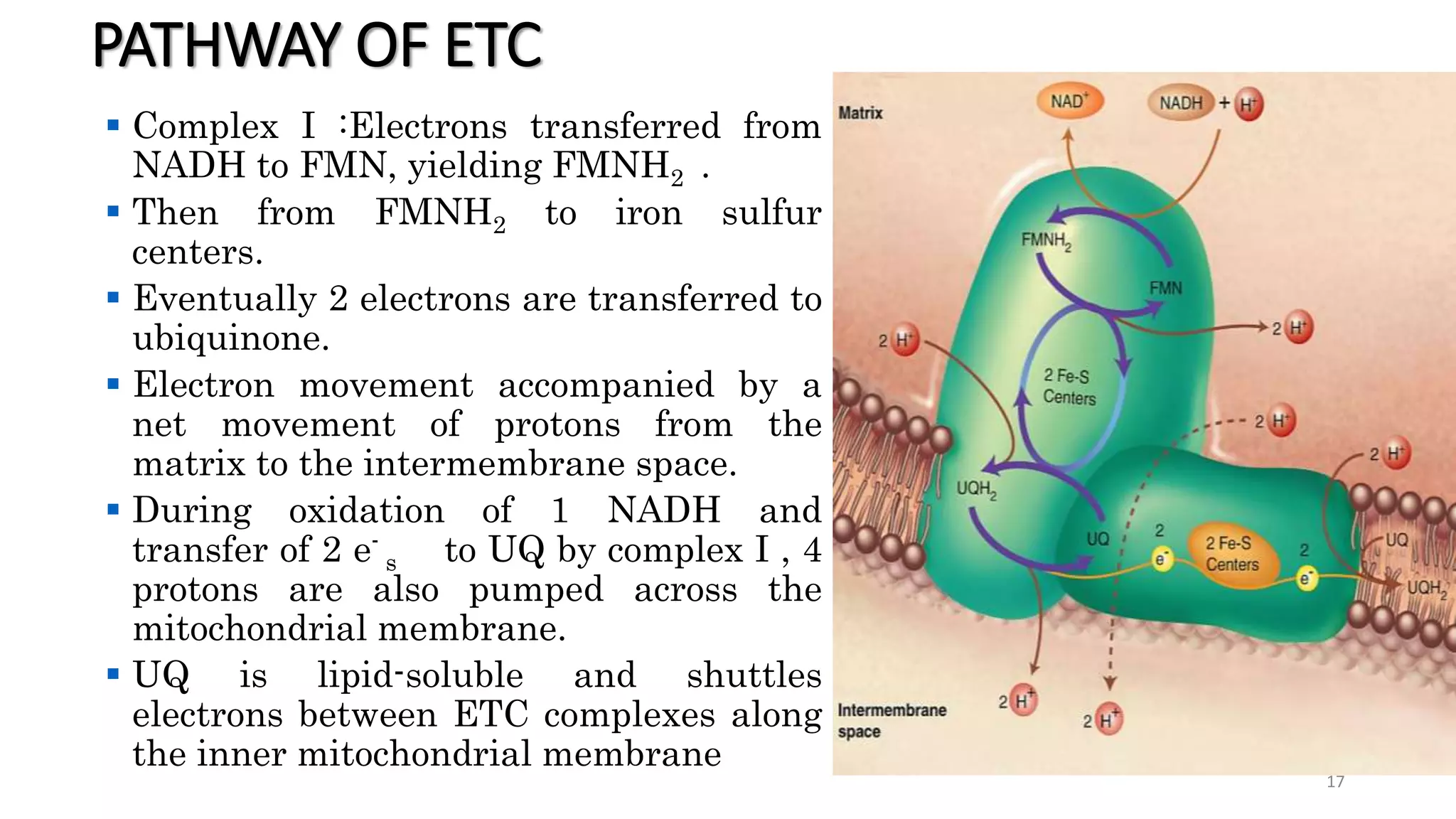 Oxidative phosphorylation and electron transport chain | PPTX