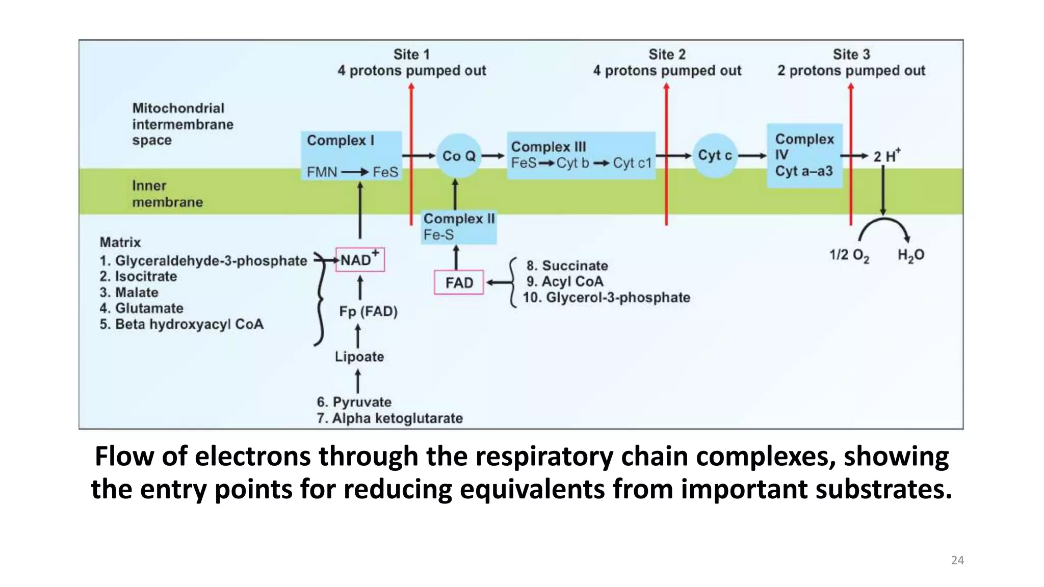 Oxidative phosphorylation and electron transport chain | PPTX