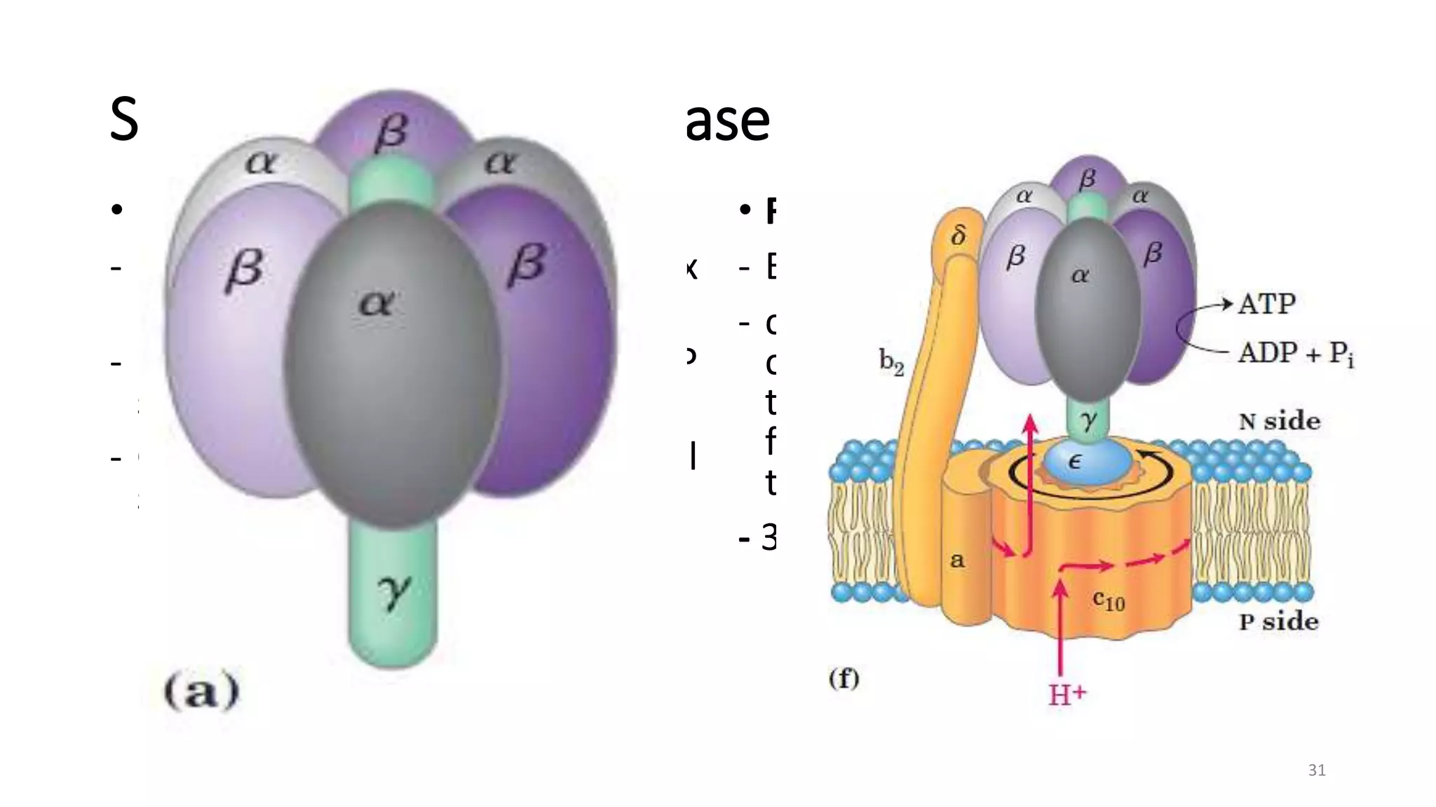 Oxidative phosphorylation and electron transport chain | PPTX