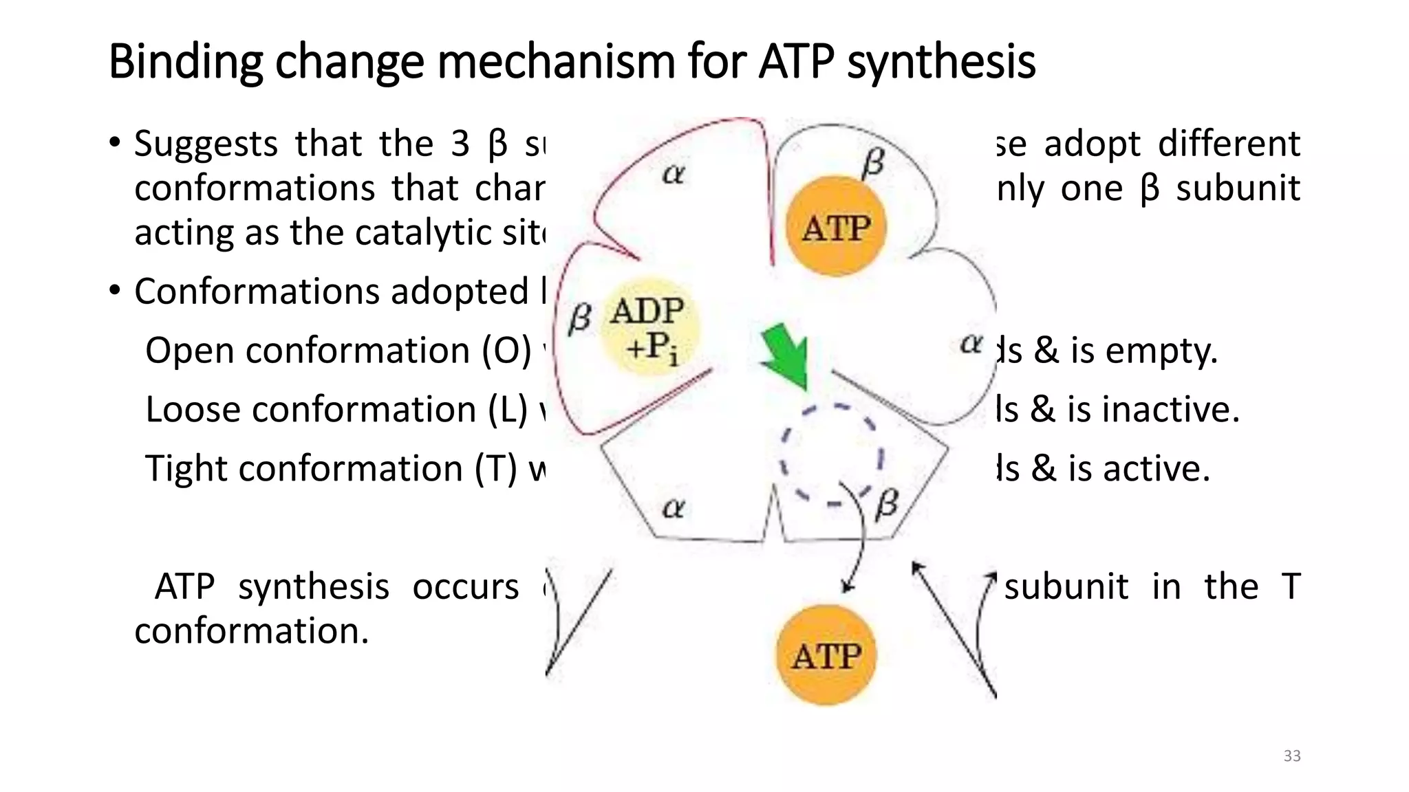 Oxidative phosphorylation and electron transport chain | PPTX