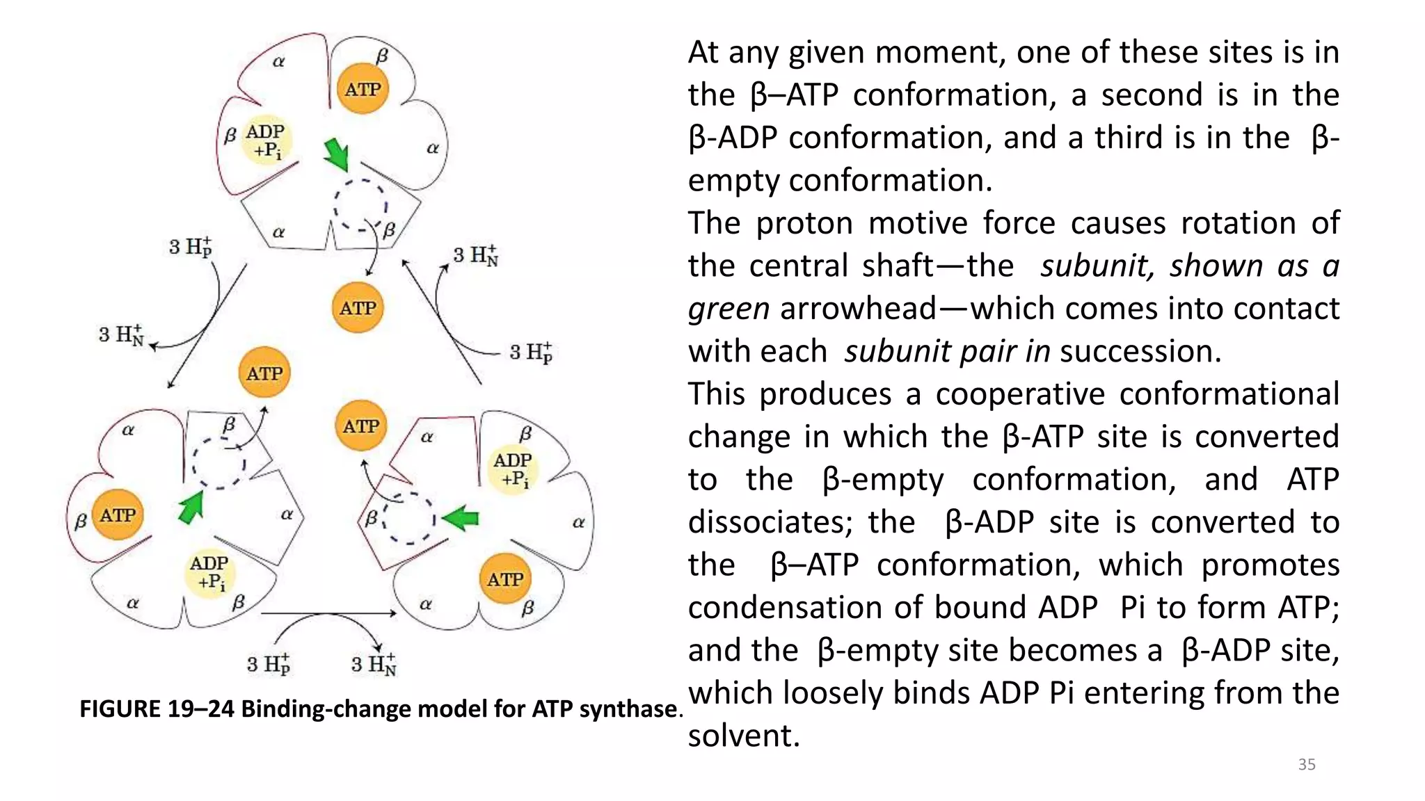 Oxidative phosphorylation and electron transport chain | PPTX