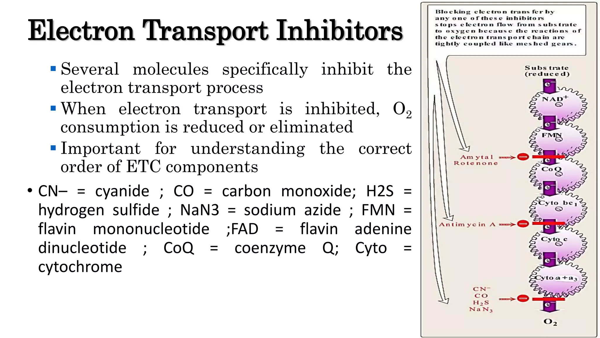 Oxidative phosphorylation and electron transport chain | PPTX