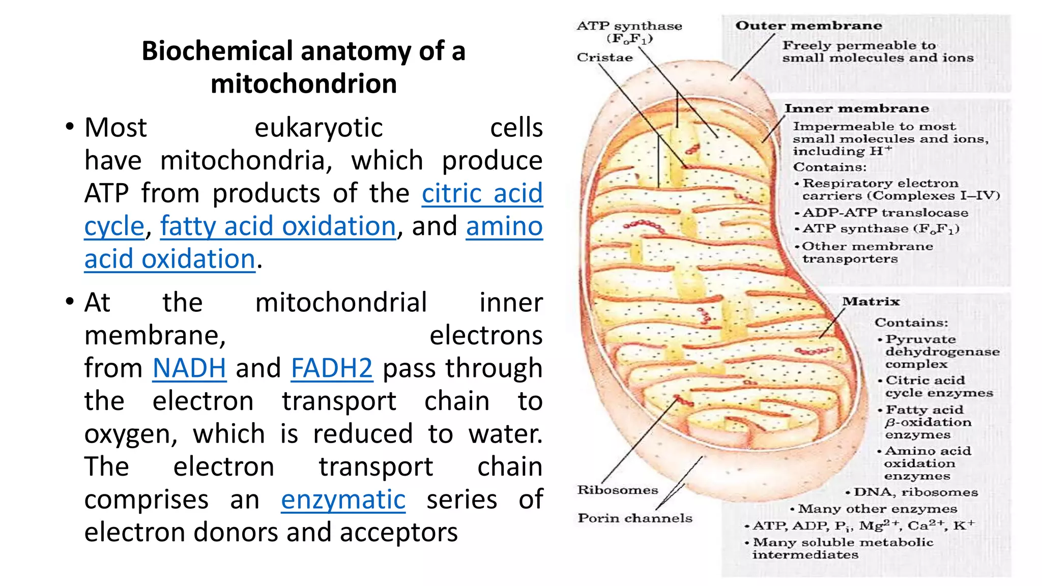 Oxidative phosphorylation and electron transport chain | PPTX