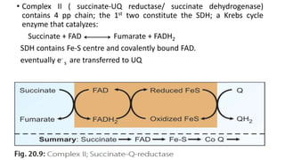 Oxidative phosphorylation and electron transport chain | PPTX