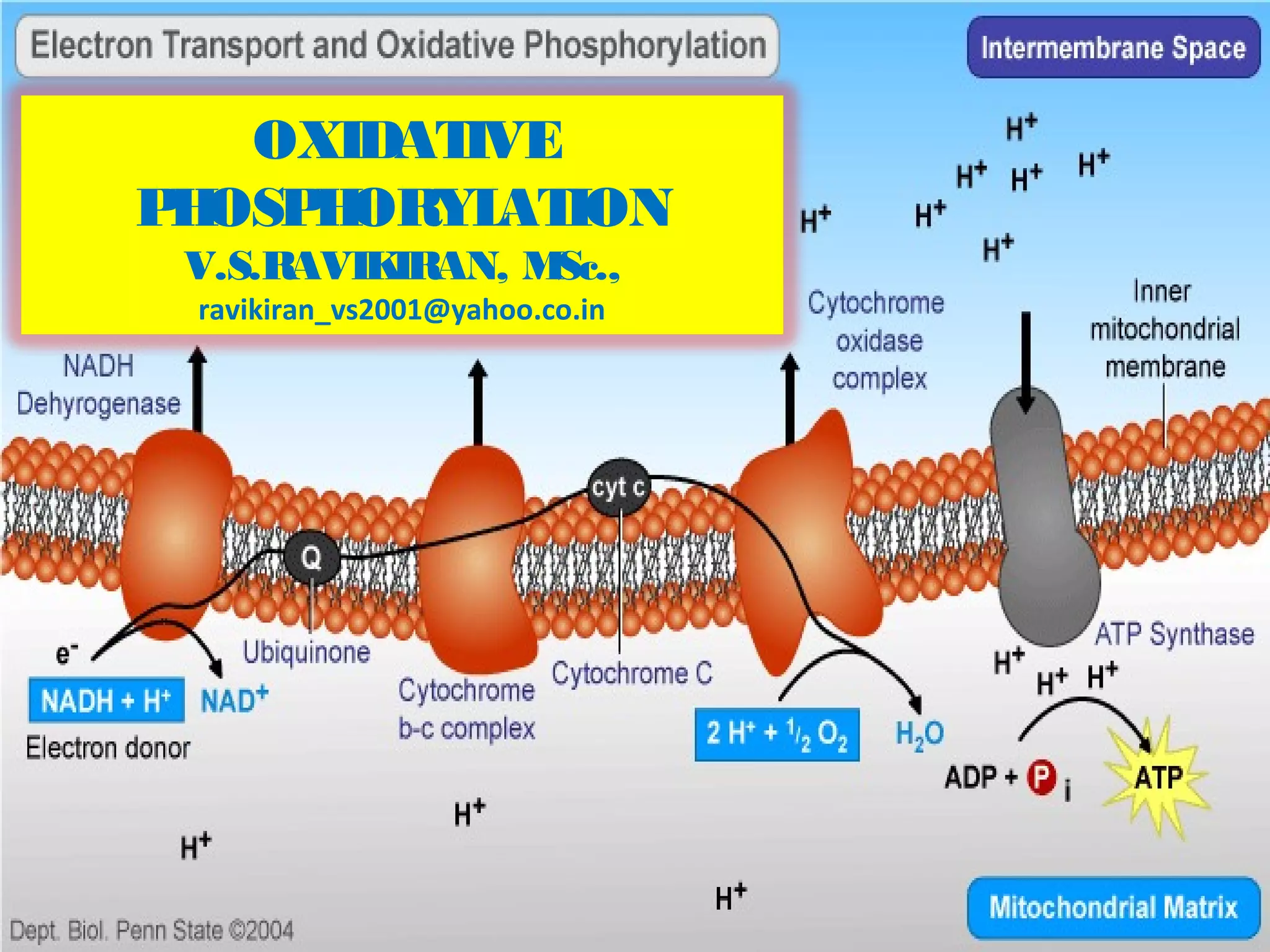 Oxidative phosphorylation for medical school | PPT
