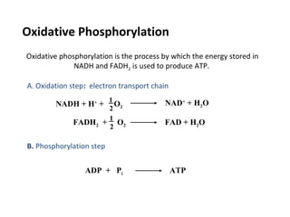 Oxidative Phosphorylation Steps