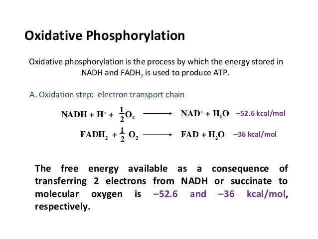 Oxidative phosphorylation for medical school