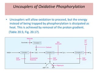 BIOLOGICAL OXIDATION L4 (Oxidative phosphorylation) | PPT