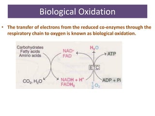 BIOLOGICAL OXIDATION L4 (Oxidative phosphorylation) | PPT