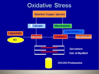 Oxidative Stress | PPT