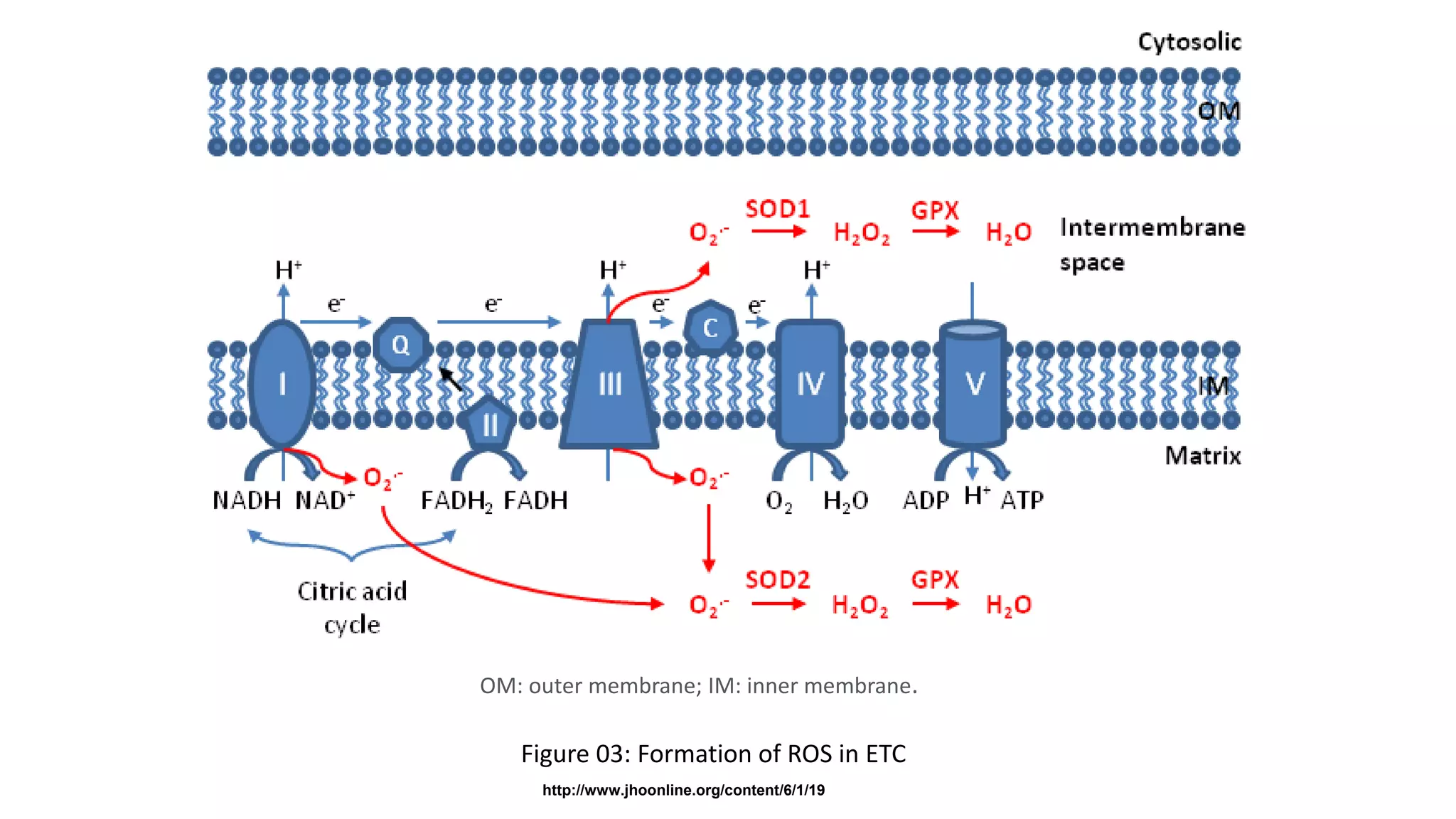 Oxidative stress and mitochondria | PPTX