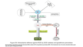 Oxidative stress and mitochondria | PPTX