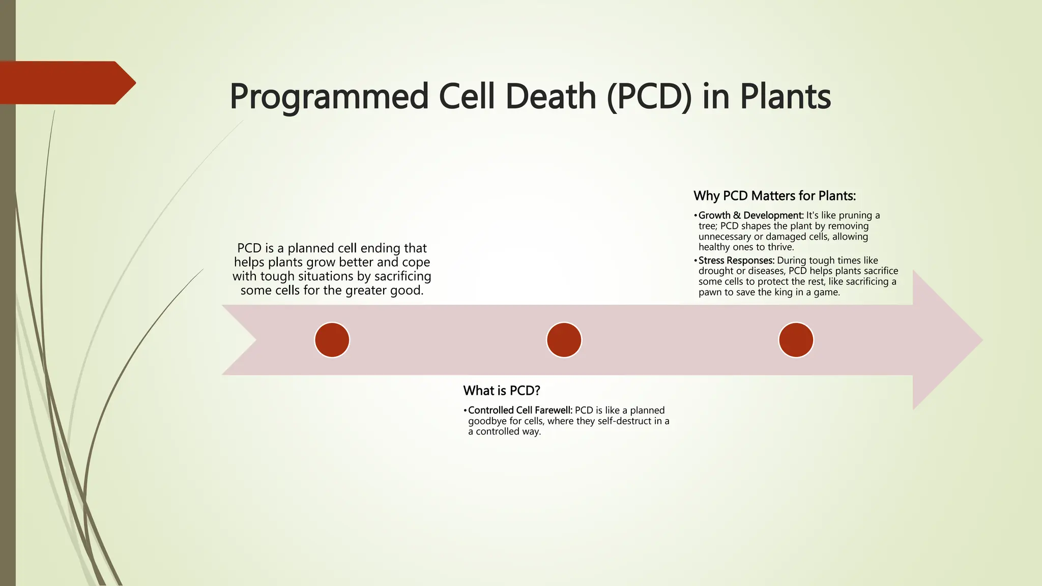 Oxidative stress and programmed cell death in plants.pptx