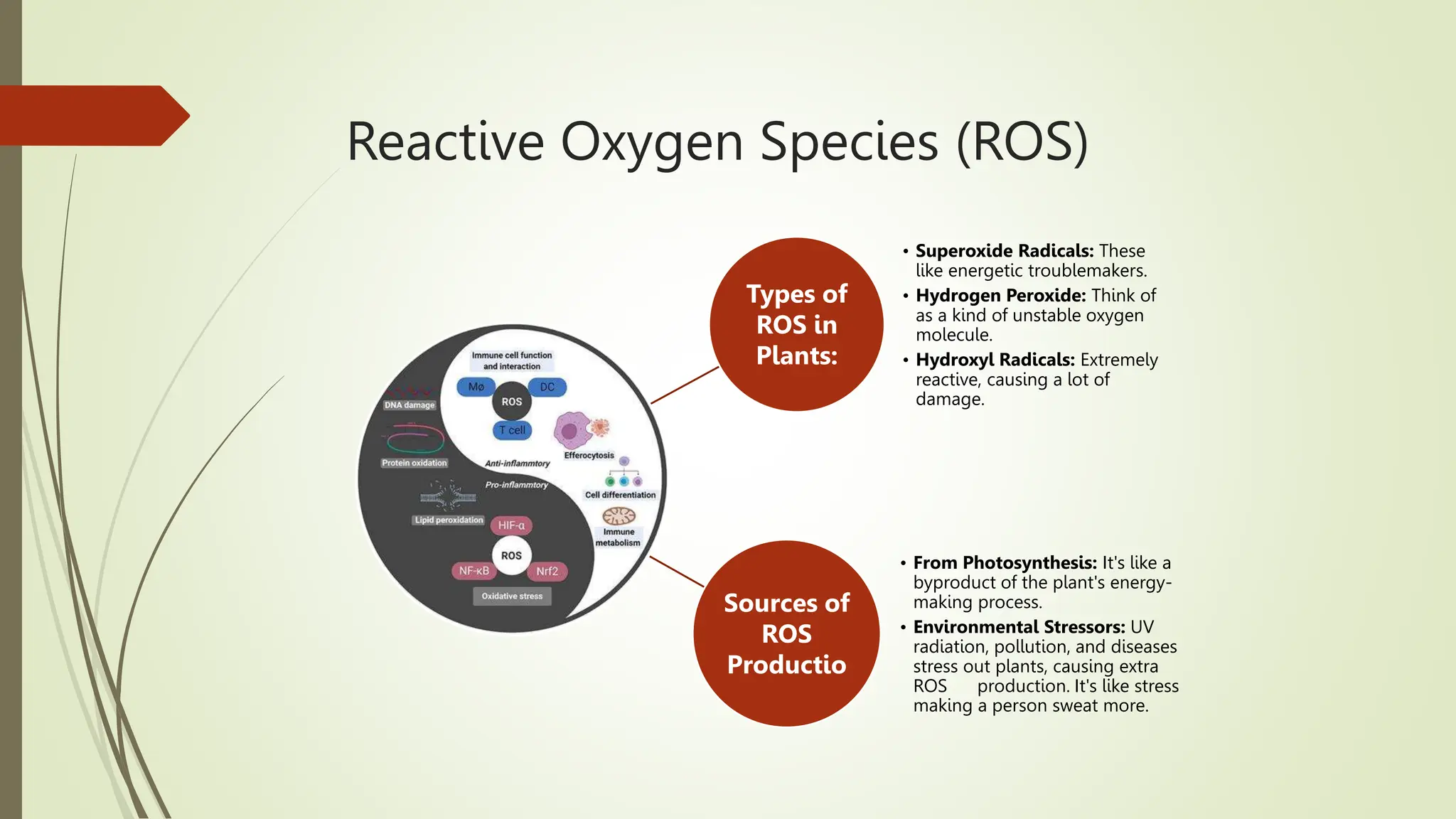 Oxidative stress and programmed cell death in plants.pptx