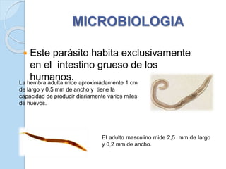 Oxiuriasis | PPT