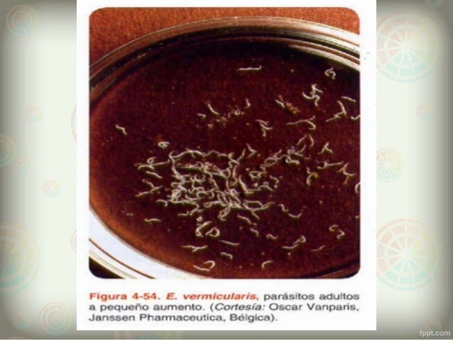 Oxiuros (Enterobio Vermicular)