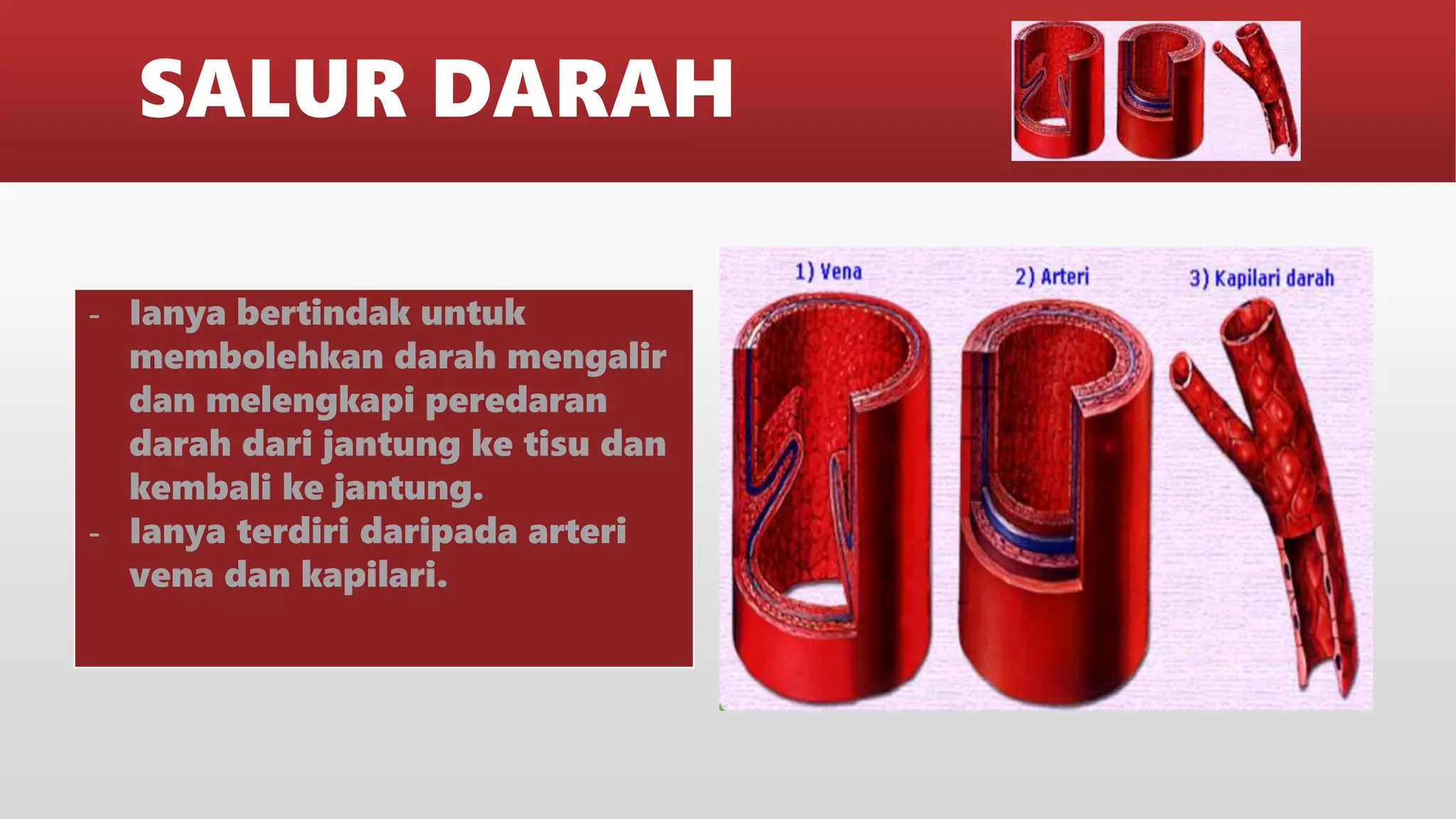 Sistem Kardiovaskular Jantung | PPTX