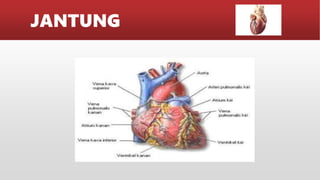Sistem Kardiovaskular Jantung | PPTX