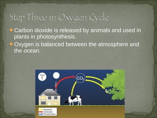 Oxygen cycle | PPT