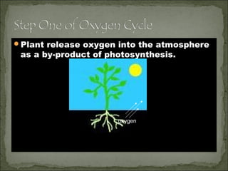 Oxygen cycle | PPT