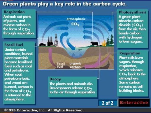 Oxygen co2 cycle | PPT