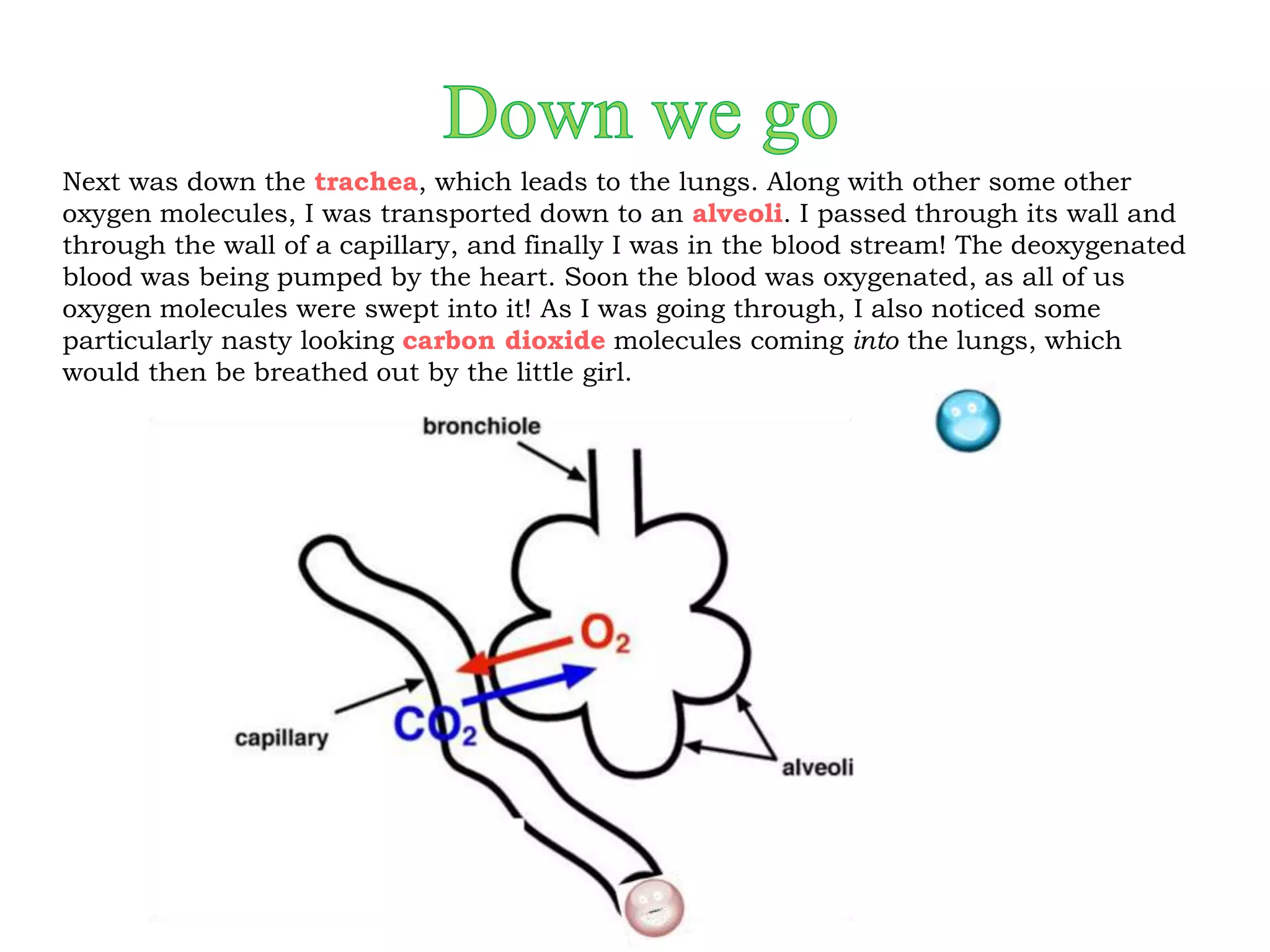 Oxygen through the Respiratory System | PPTX
