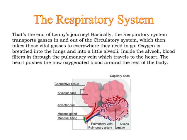 Oxygen through the Respiratory System | PPTX | Lung and Respiratory ...