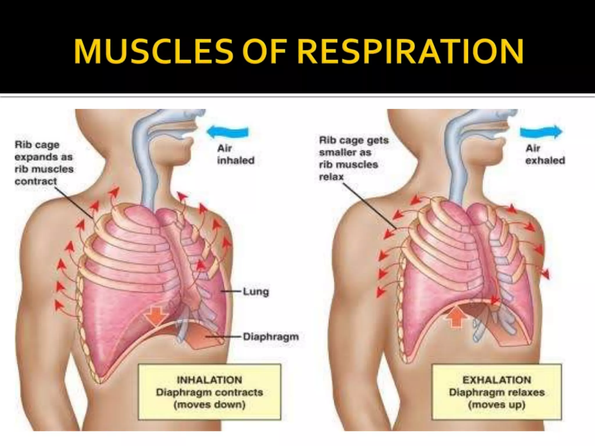 Oxygenation | PPTX
