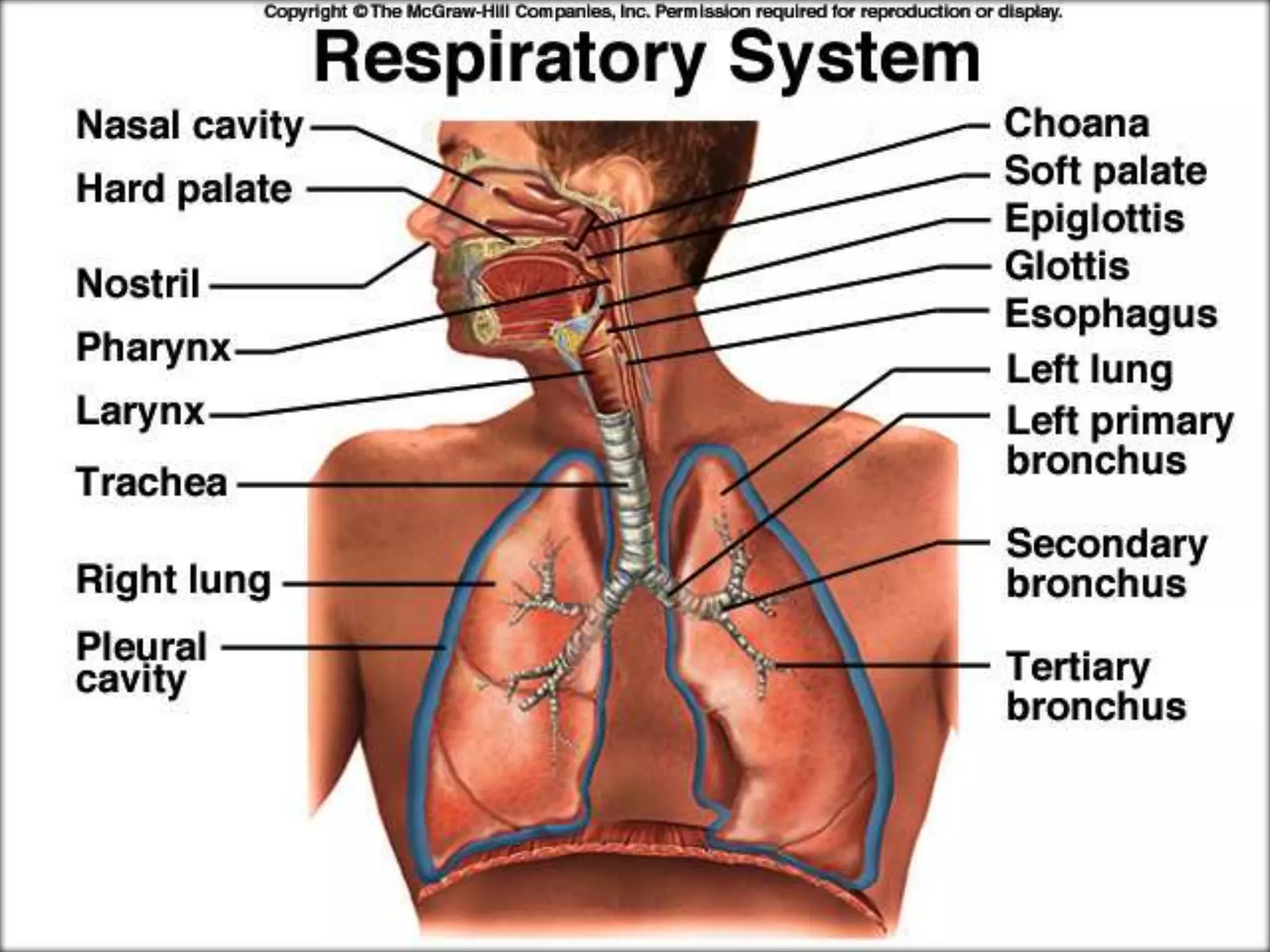 oxygenation.pptx | Lung and Respiratory Health | Diseases and Conditions
