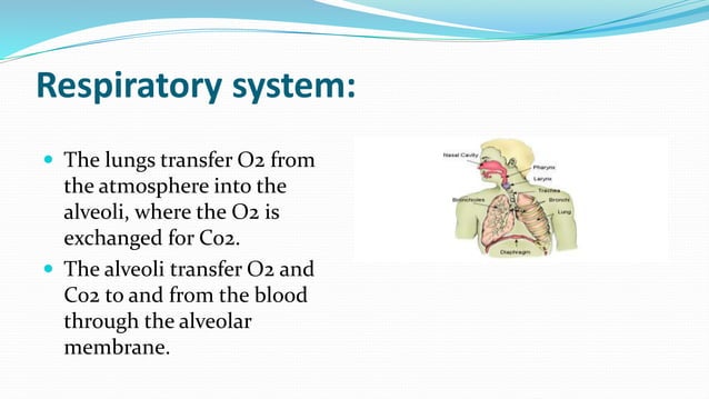 Oxygenation, respiratory function and cardiovascular system | PPTX | Lung and Respiratory Health ...