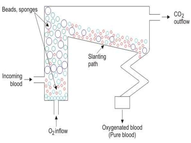 Oxygenators | PPTX | Lung and Respiratory Health | Diseases and Conditions