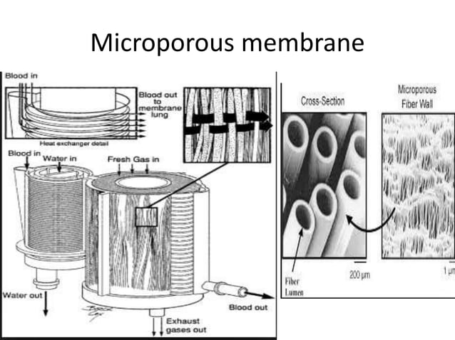 Oxygenators | PPTX | Lung and Respiratory Health | Diseases and Conditions