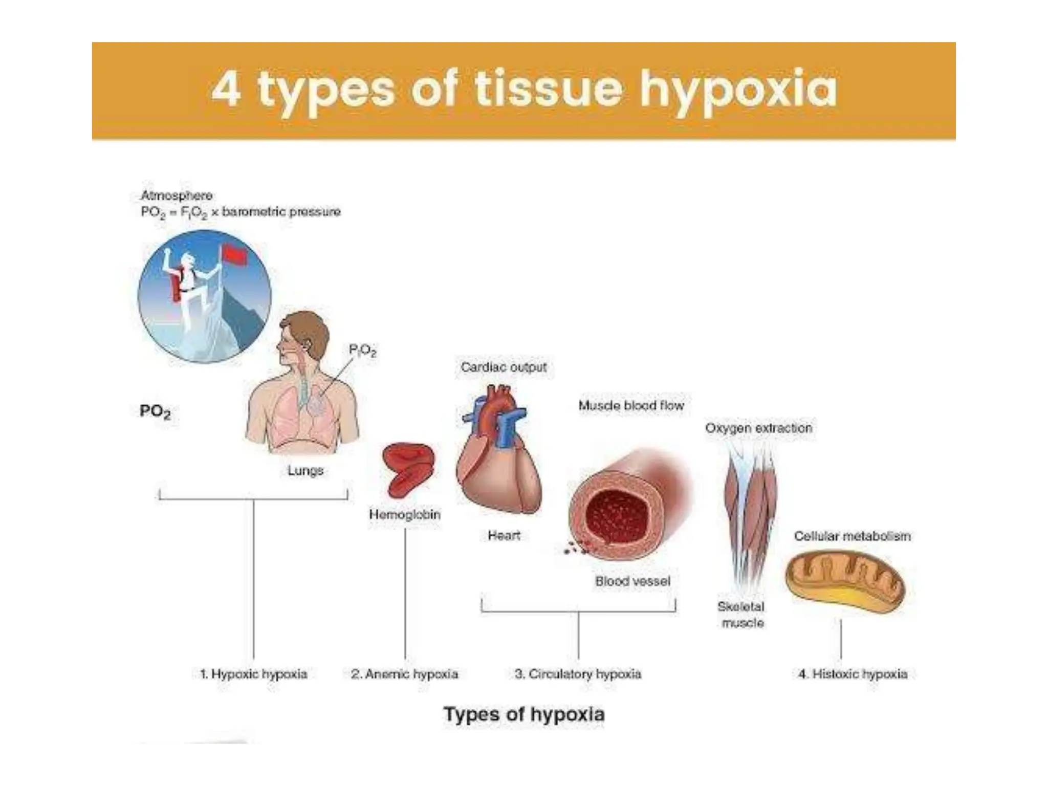 OXYGEN CASCADE, HYPOXIA AND ODC copy.ppt