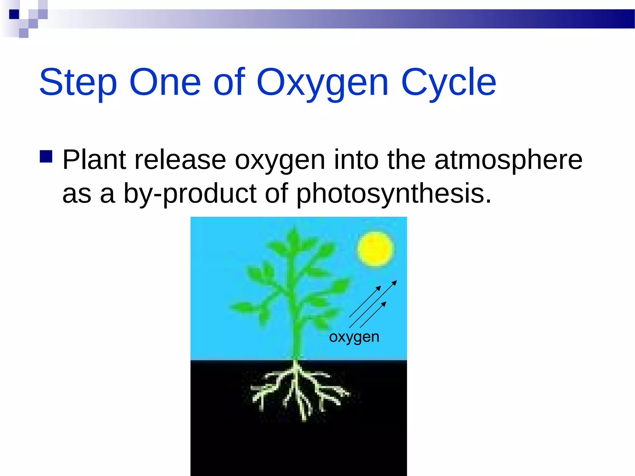 Oxygen cycle | PPT