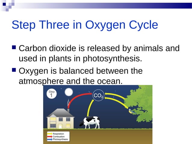 Oxygen cycle | PPT | Chemistry | Science