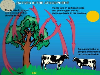 Oxygen cycle | PPT
