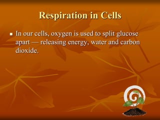 Oxygen cycle | PPTX