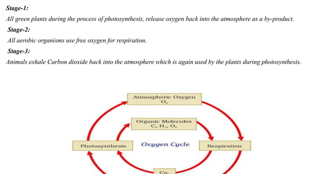 Oxygen cycle | PDF | Chemistry | Science