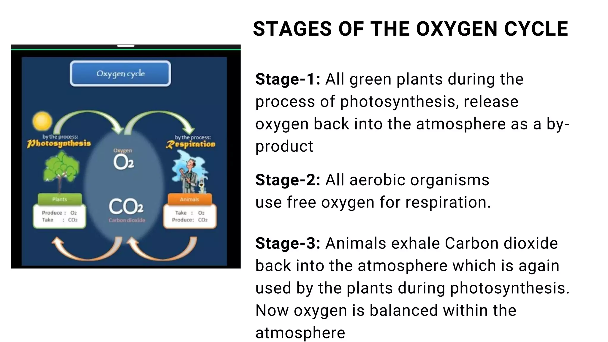 OXYGEN CYCLE.pptx