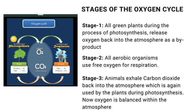 OXYGEN CYCLE.pptx