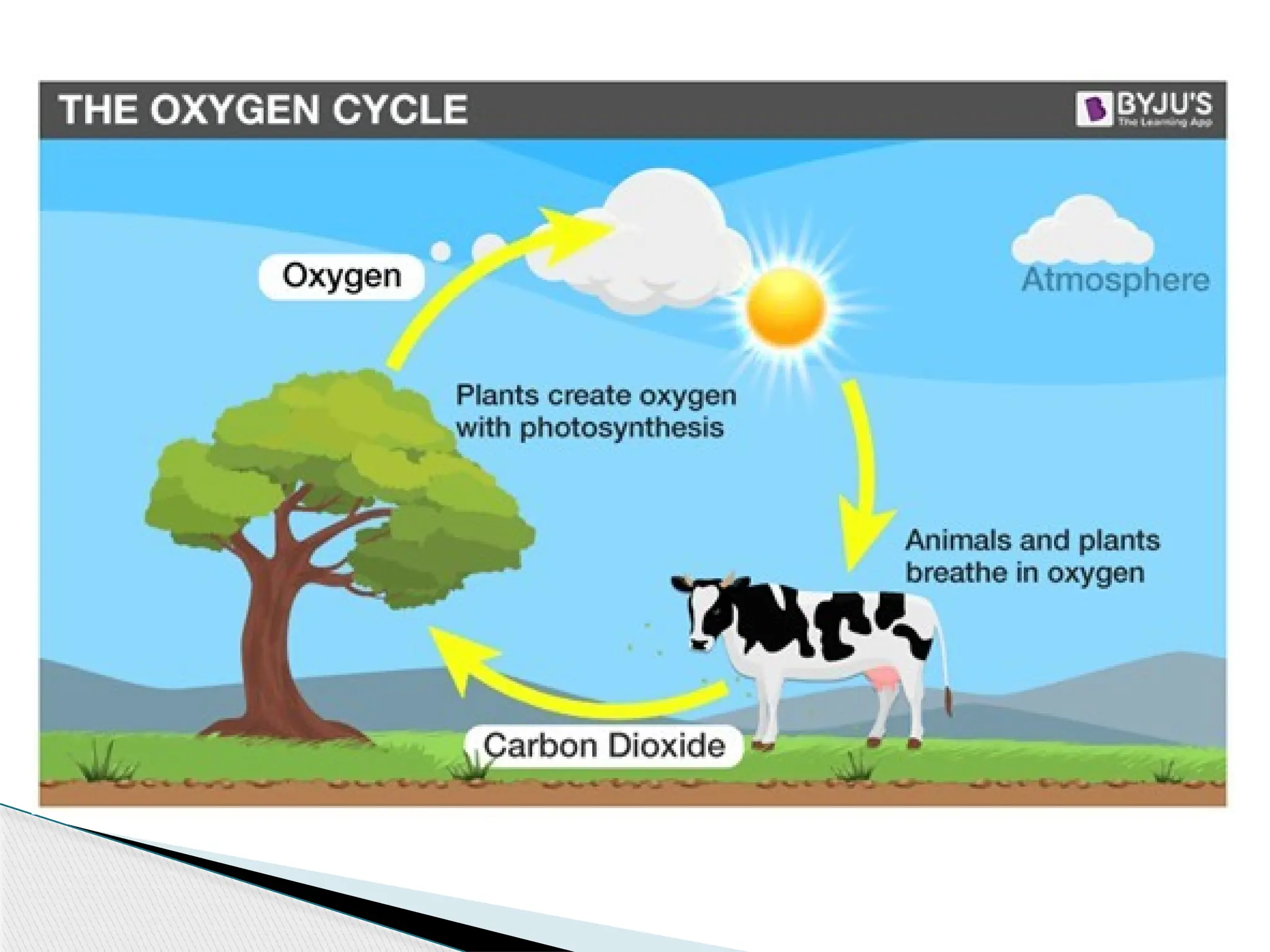 Lower Elementary Science oxygen cycle.pptx