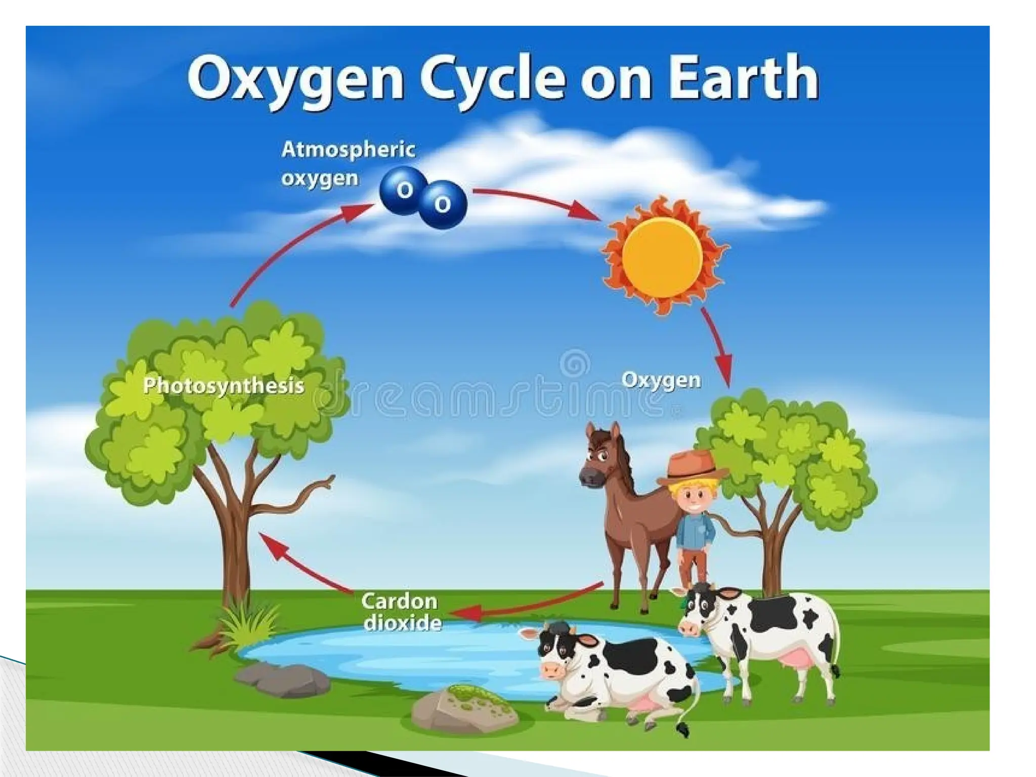 Lower Elementary Science oxygen cycle.pptx