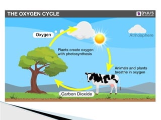 Lower Elementary Science oxygen cycle.pptx