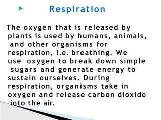 Lower Elementary Science oxygen cycle.pptx