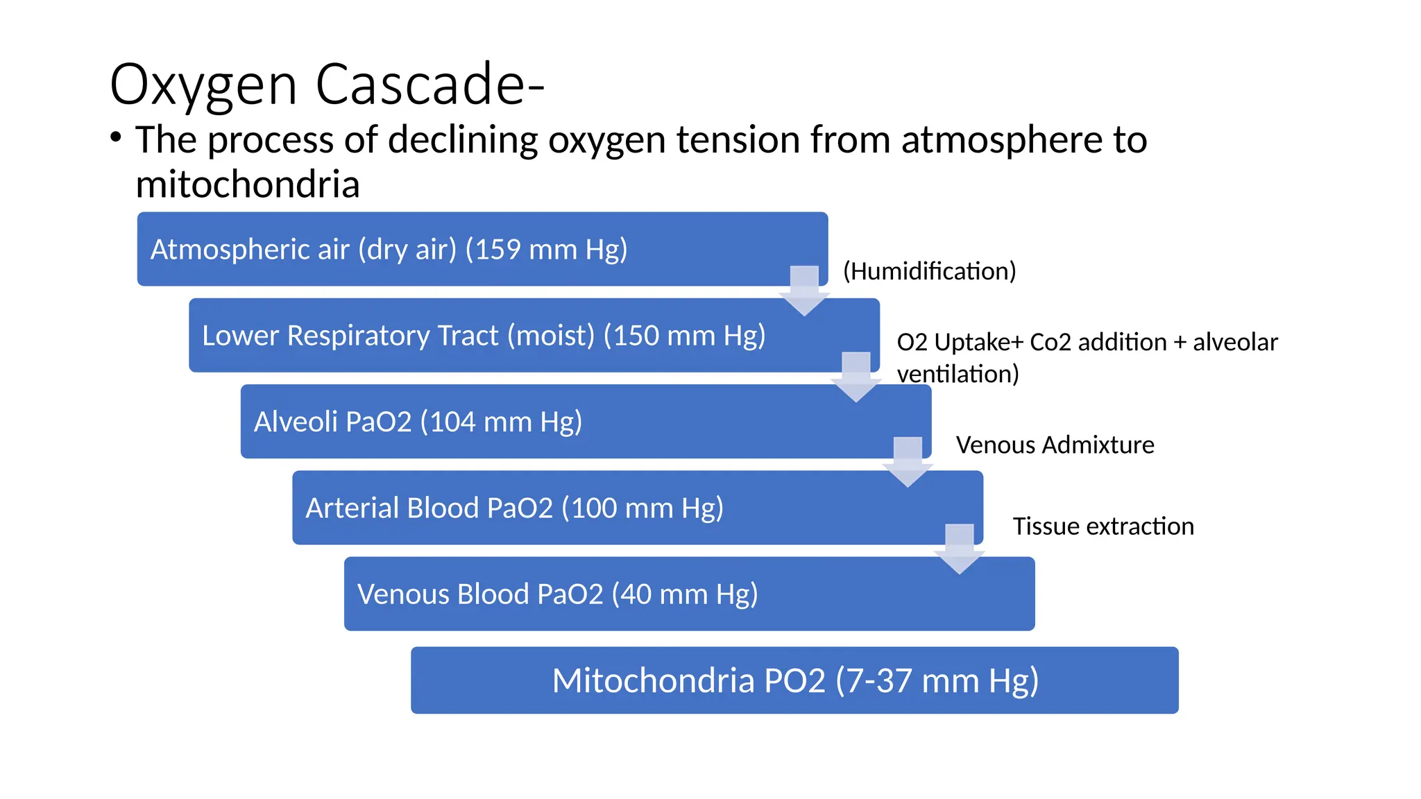 Oxygen Dissociation Curve.pptx a breif description | PPTX