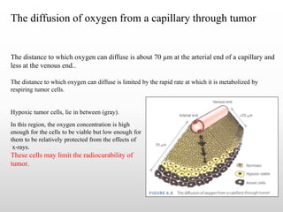 RADIOBIOLOGY: oxygen effect & reoxygenation | PPTX