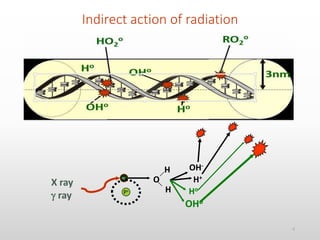RADIOBIOLOGY: oxygen effect & reoxygenation | PPTX