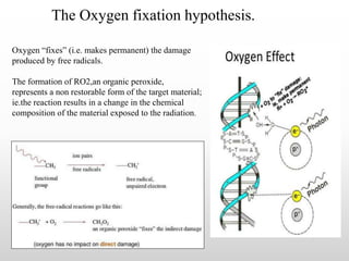 RADIOBIOLOGY: oxygen effect & reoxygenation | PPTX